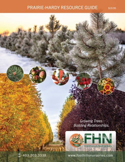 PRAIRIE SPIRE™ GREEN ASH - Foothills Nurseries