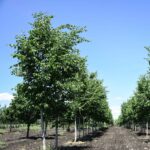 BRANDON ELM - Foothills Nurseries