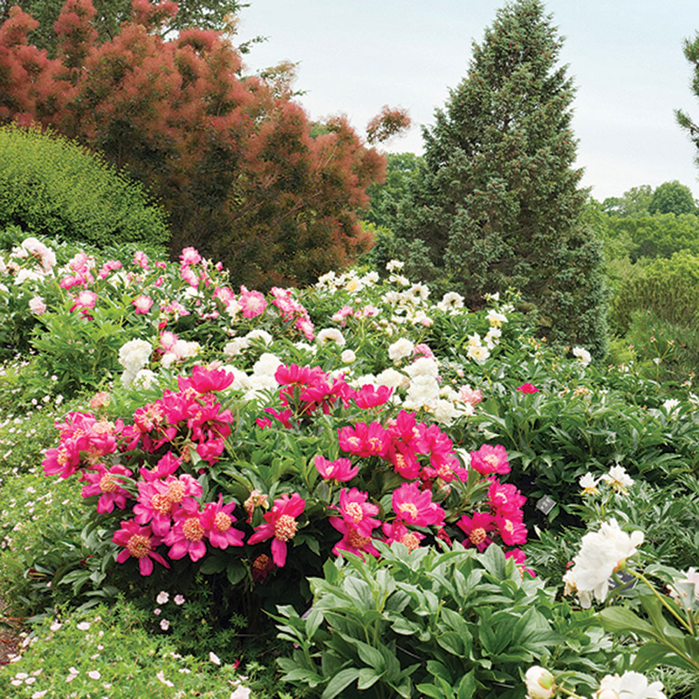 DOUBLE RED PEONY - Foothills Nurseries