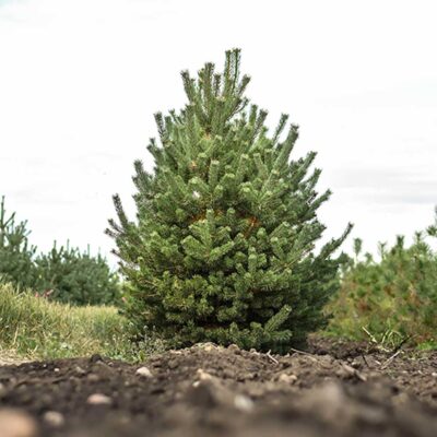 Foothills Nurseries Calgary Alberta Prairie Hardy Trees and Shrubs