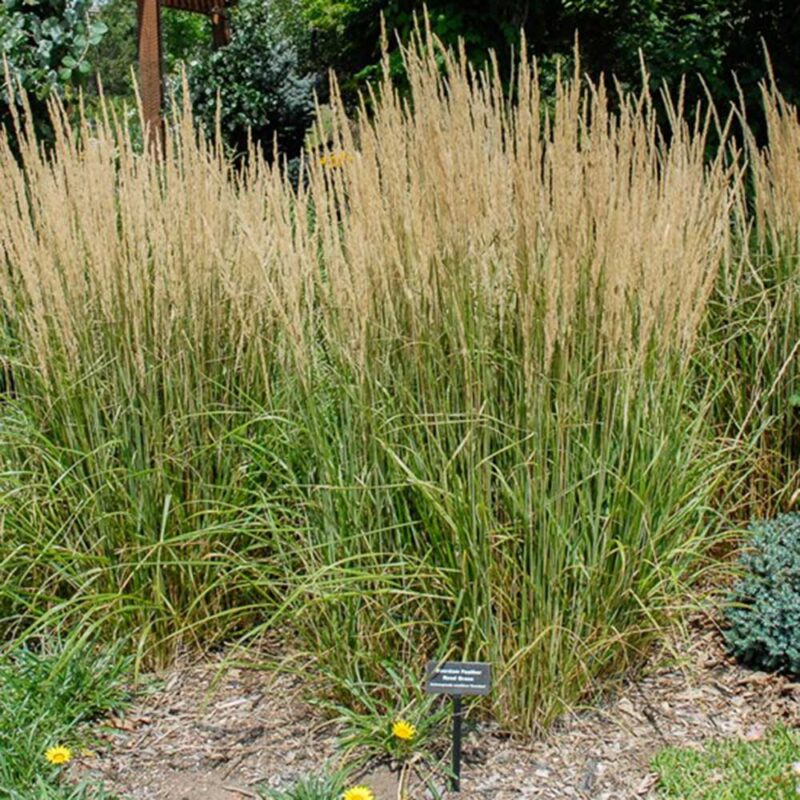 TUFTED HAIR GRASS - Foothills Nurseries