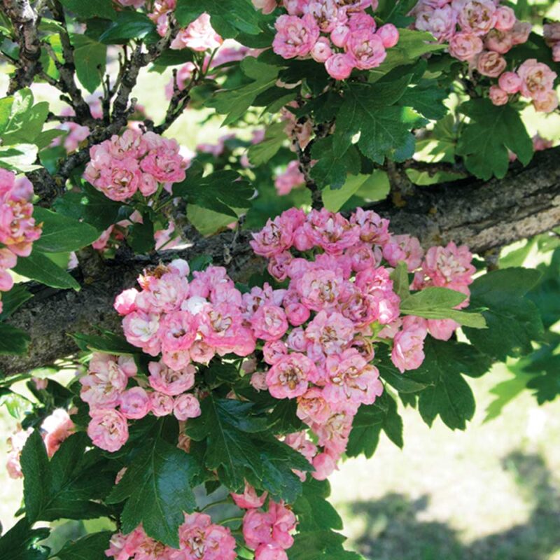 TOBA HAWTHORN - Foothills Nurseries