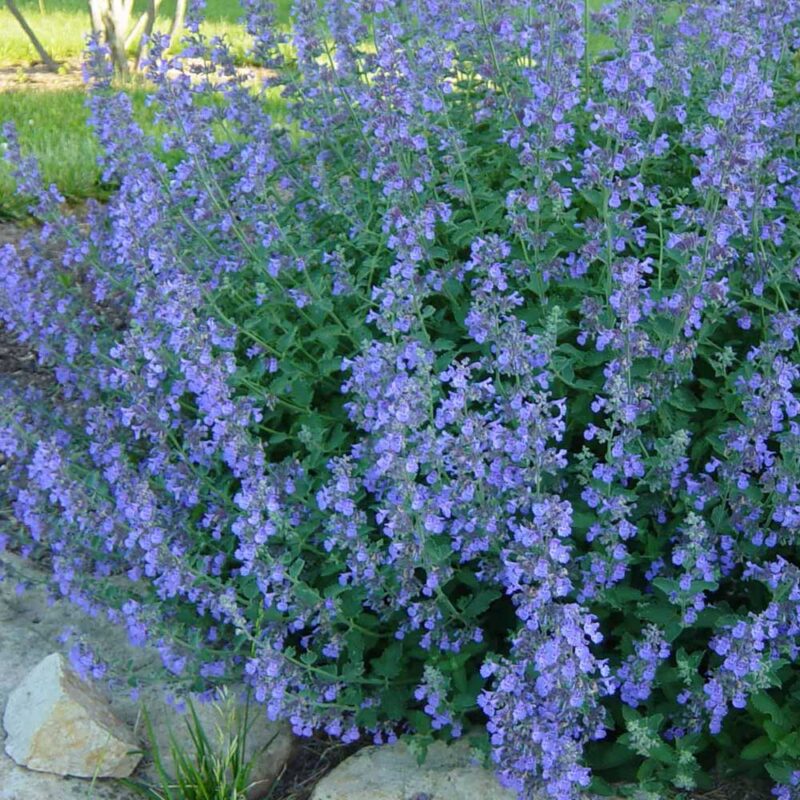 WALKERS LOW CATMINT - Foothills Nurseries