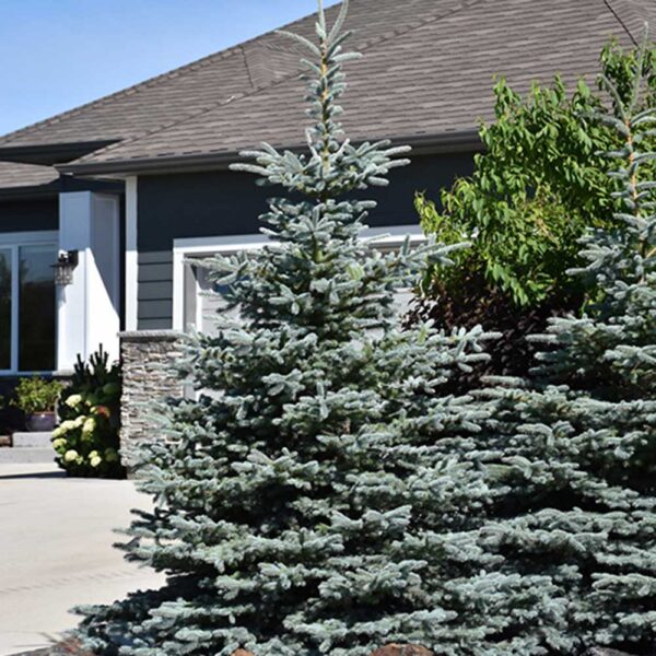 BABY BLUE SPRUCE - Foothills Nurseries