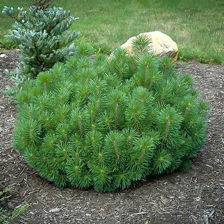 DWARF MUGO PINE - Foothills Nurseries