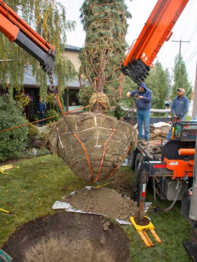 Heritage Trees - Foothills Nurseries