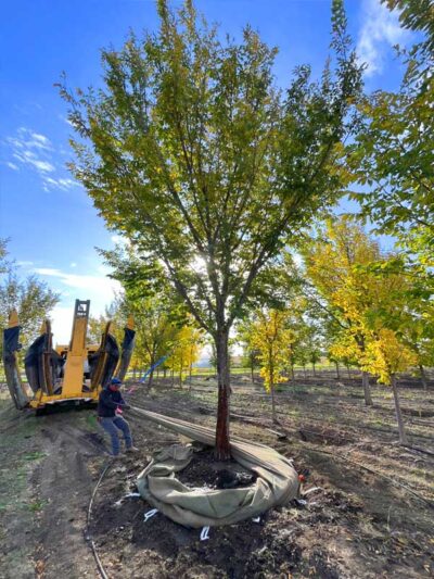 Heritage Trees - Foothills Nurseries