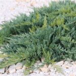 BLUE RUG JUNIPER - Foothills Nurseries