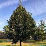 DROPMORE LINDEN - Foothills Nurseries