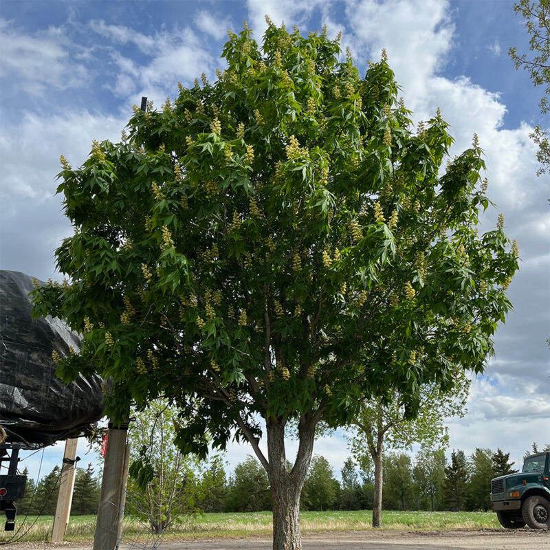 OHIO BUCKEYE - Foothills Nurseries