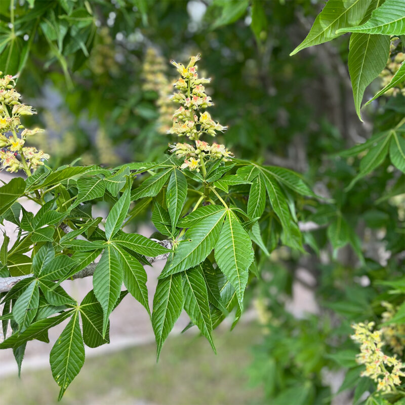 OHIO BUCKEYE - Foothills Nurseries