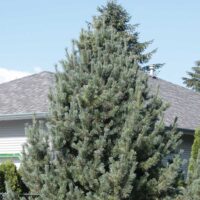 COLUMNAR SCOTCH PINE - Foothills Nurseries