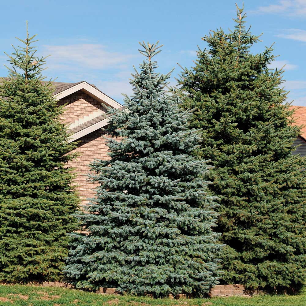COLORADO SPRUCE - Foothills Nurseries