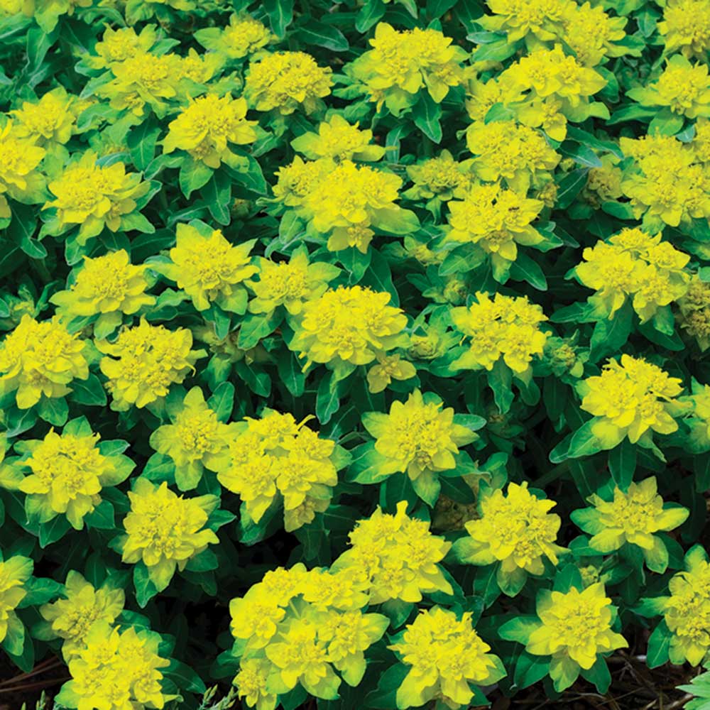 CUSHION SPURGE - Foothills Nurseries