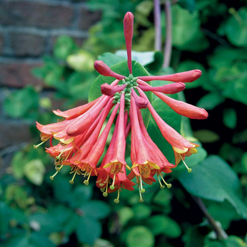 DROPMORE SCARLET HONEYSUCKLE VINE - Foothills Nurseries