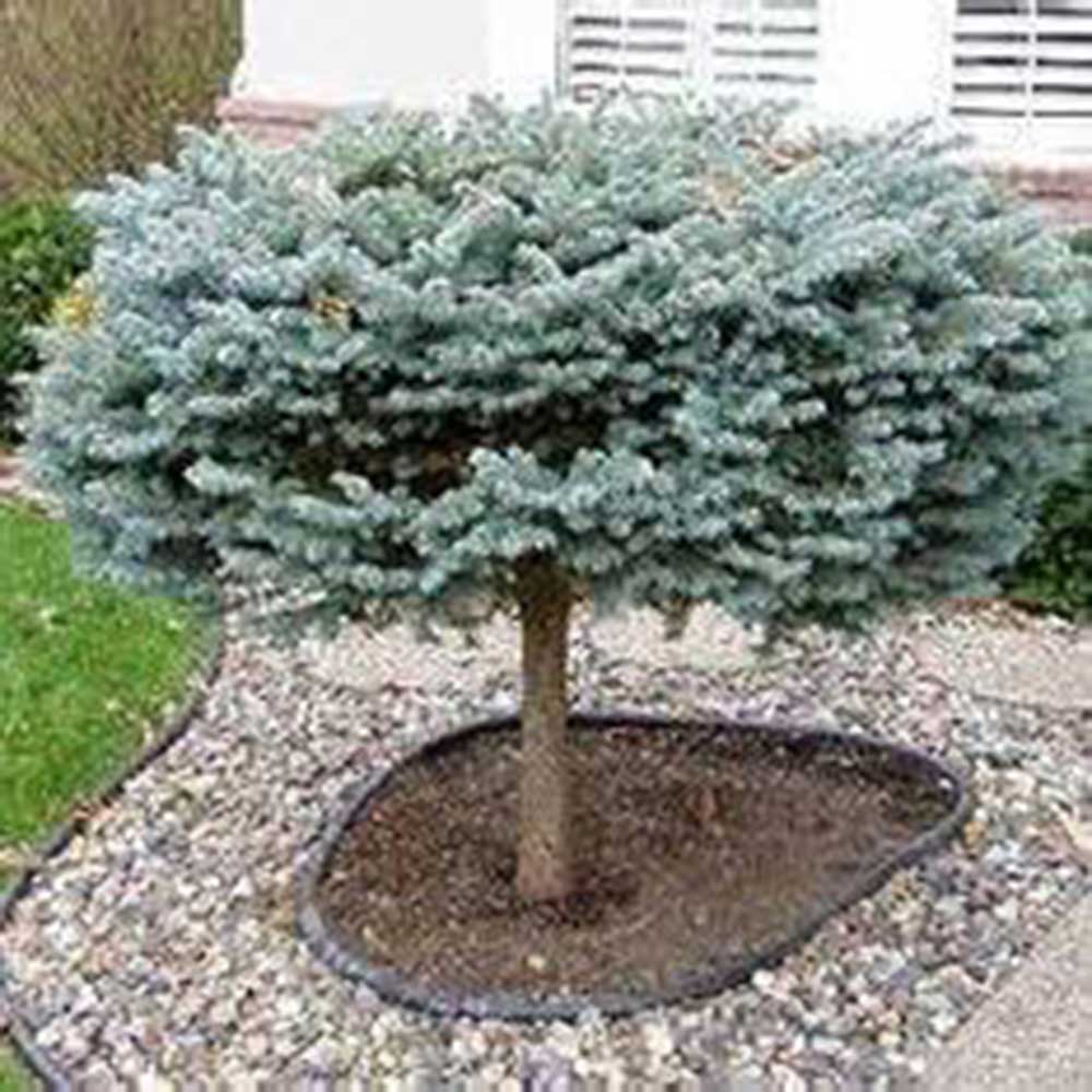 GLOBE BLUE SPRUCE TOP GRAFTED - Foothills Nurseries