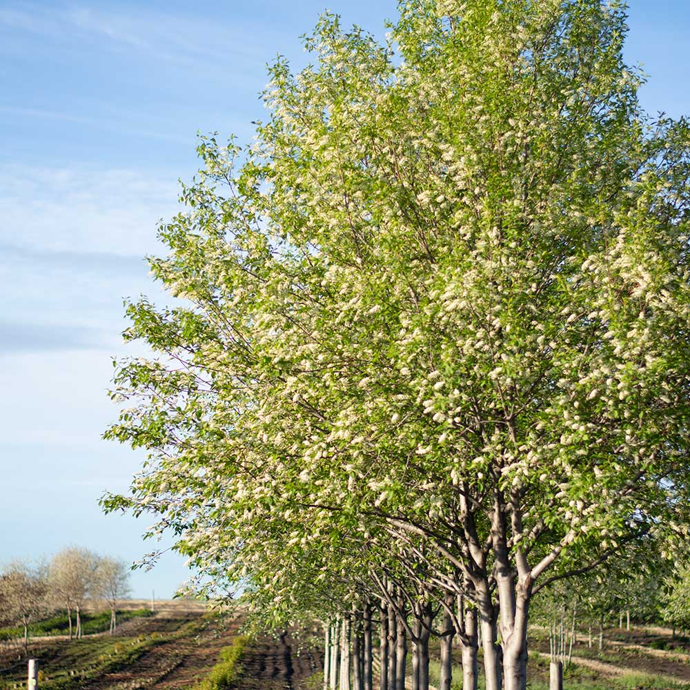 MAYDAY HERITAGE - Foothills Nurseries