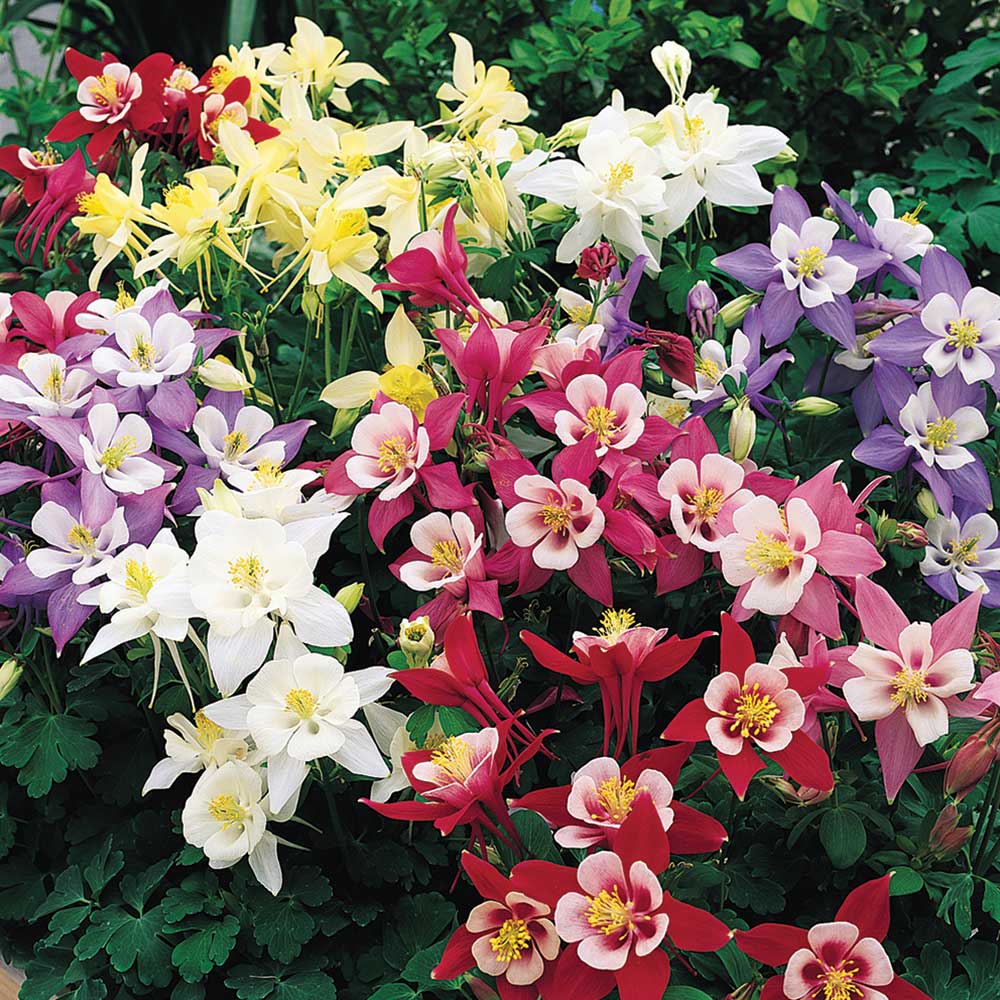 ORIGAMI MIX COLUMBINE - Foothills Nurseries