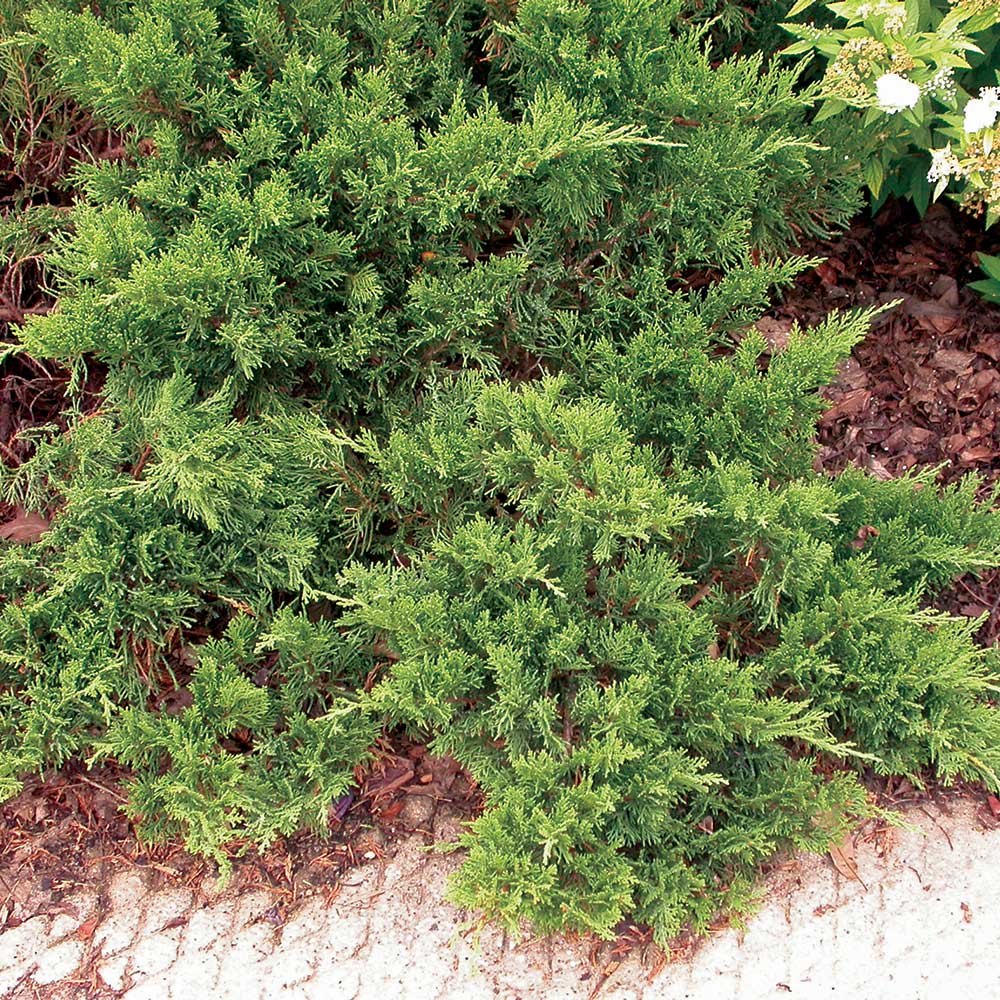 SKANDIA JUNIPER - Foothills Nurseries